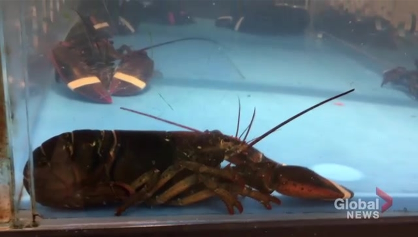 Why do grocery stores not have lobster tanks anymore?