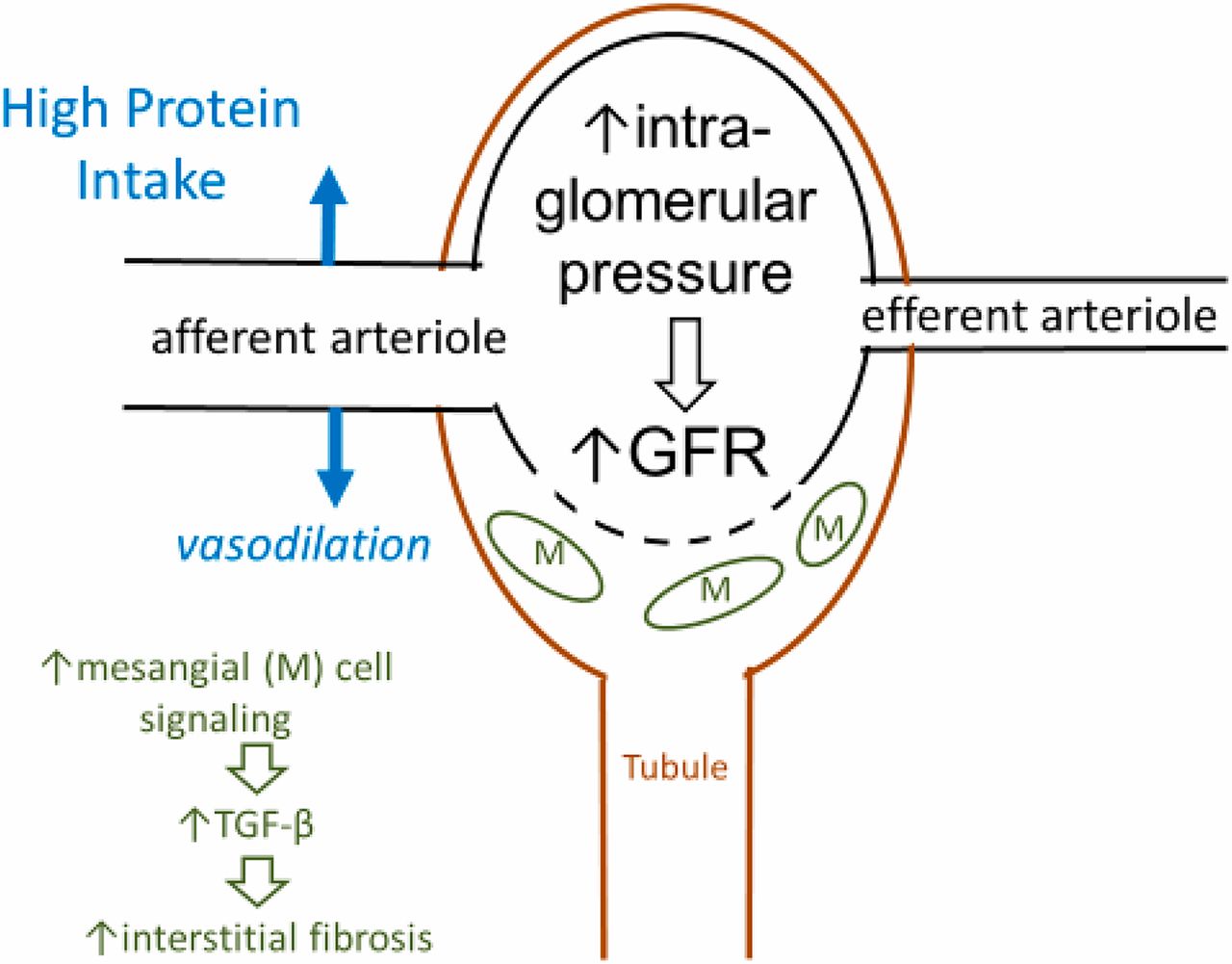 Why do high protein diets damage kidneys?