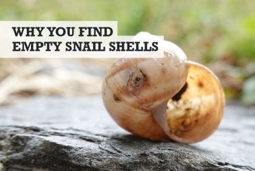 Why do I keep finding empty snail shells?