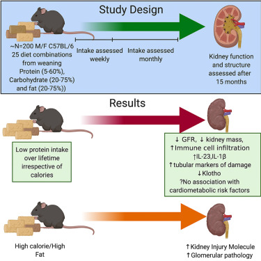 Why do kidney patients need more protein?
