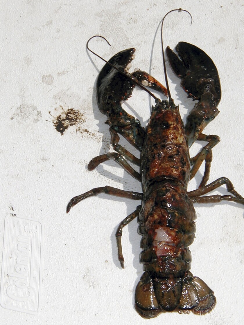 Why do lobster shells turn black?