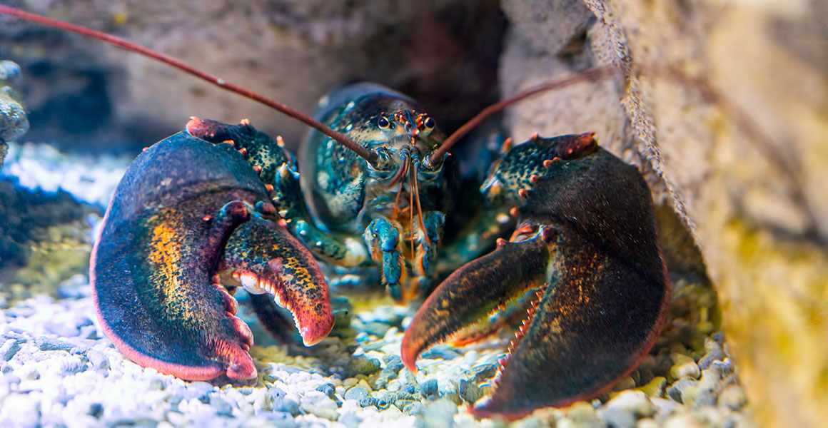 Why do lobsters age differently in different oceans?