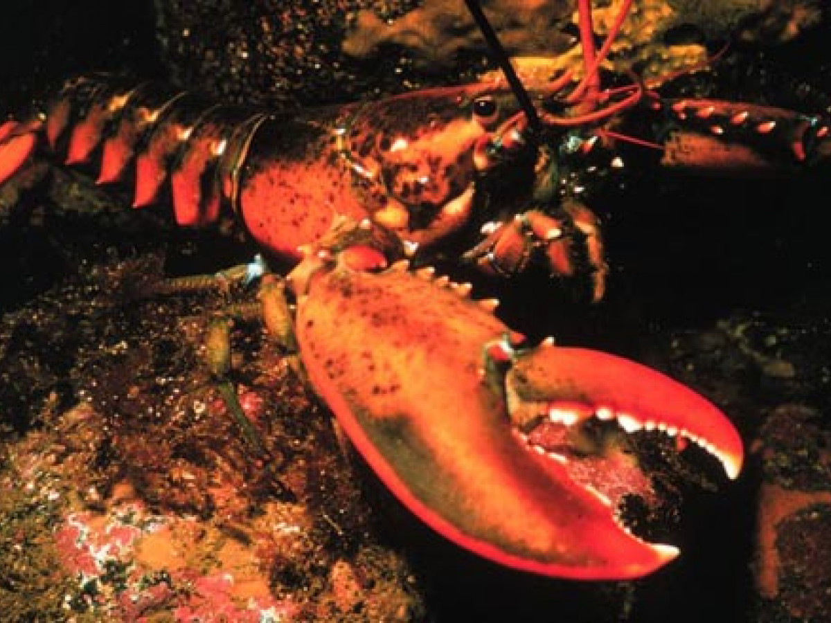 Why do lobsters drown in freshwater?