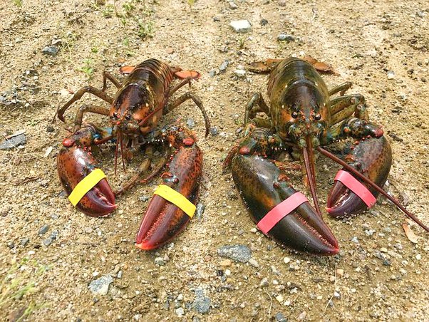 Why do lobsters have 2 different claws?