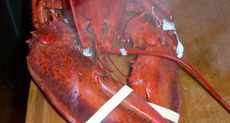 Why do lobsters make noise?