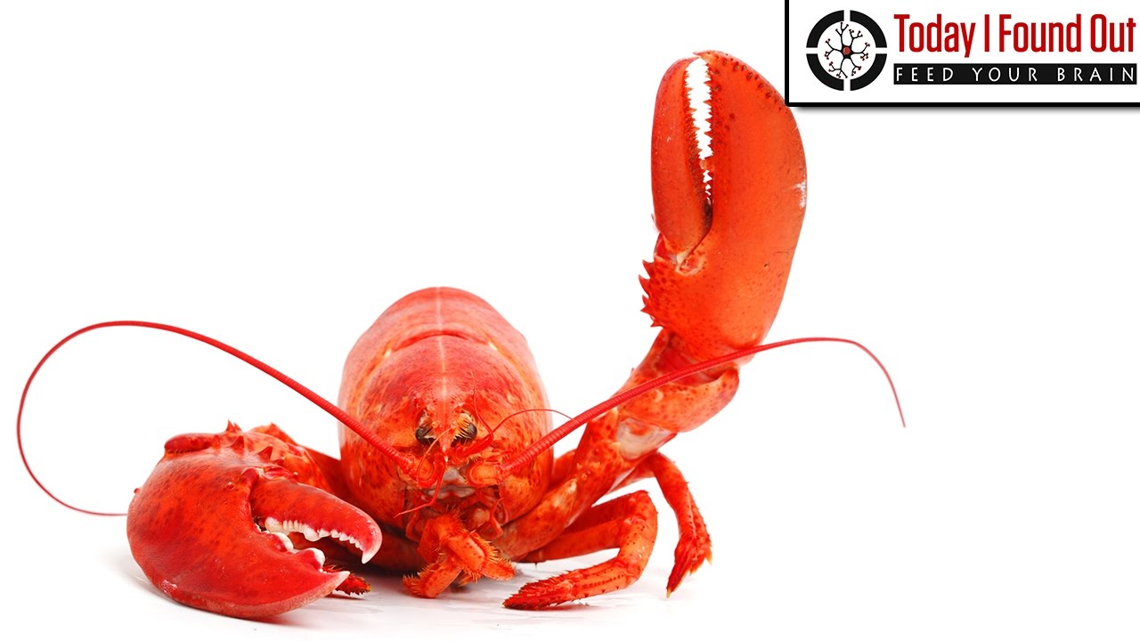 Why do lobsters turn red in hot water?