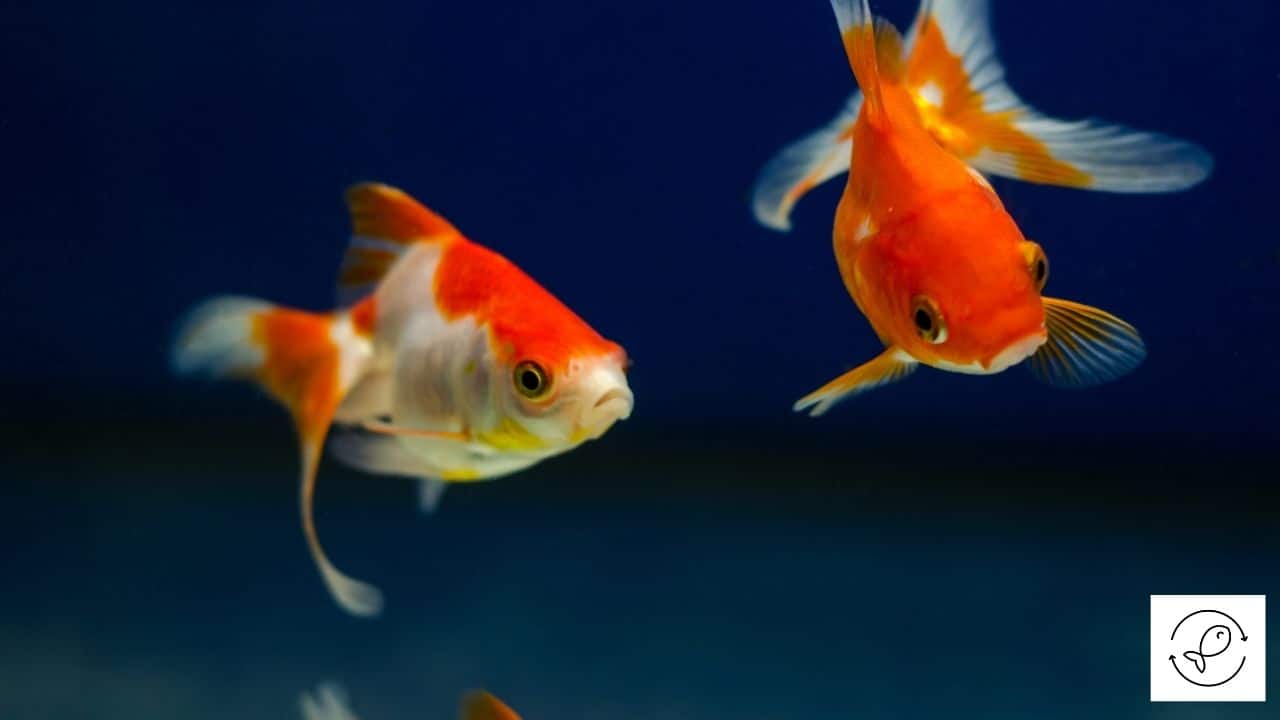 Why do my goldfish keep nudging each other?