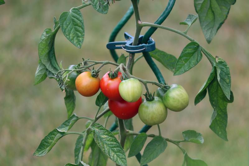 Why Do My Tomatoes Taste Metallic 2022 QAQooking wiki