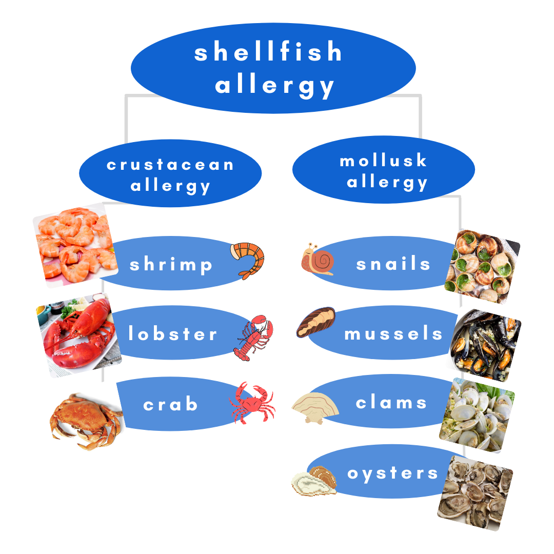 Why do people develop seafood allergies later in life?