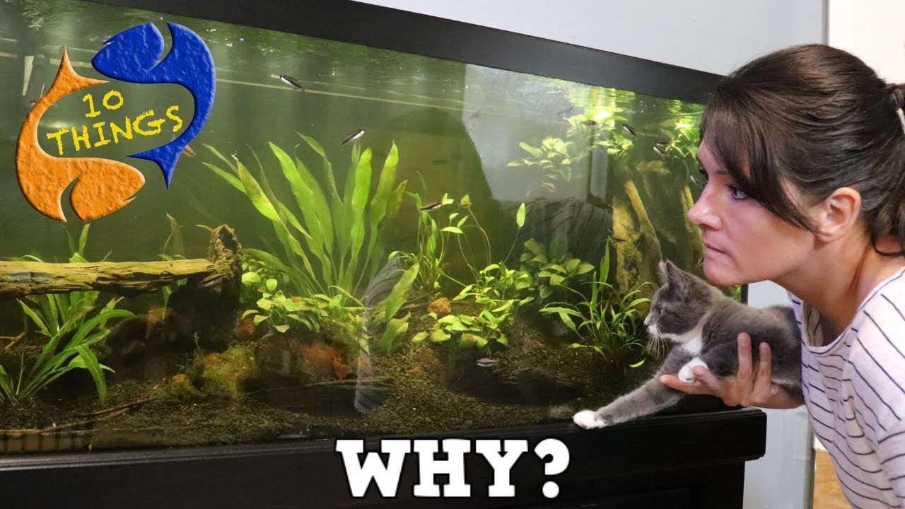 Why do people keep fish in their aquariums?