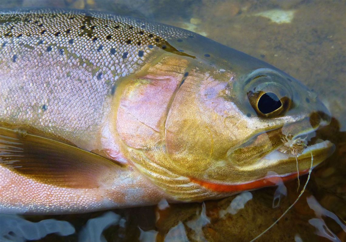 Why do people leave the head on trout?