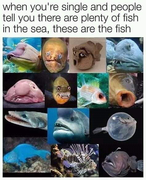 Why do people say there are plenty of fish in the sea?