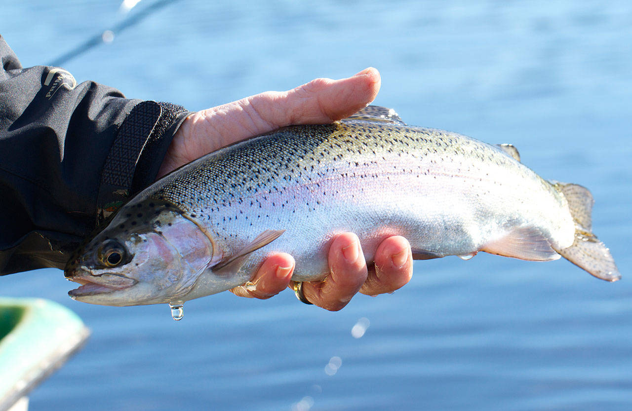 Why do rainbow trout taste muddy?