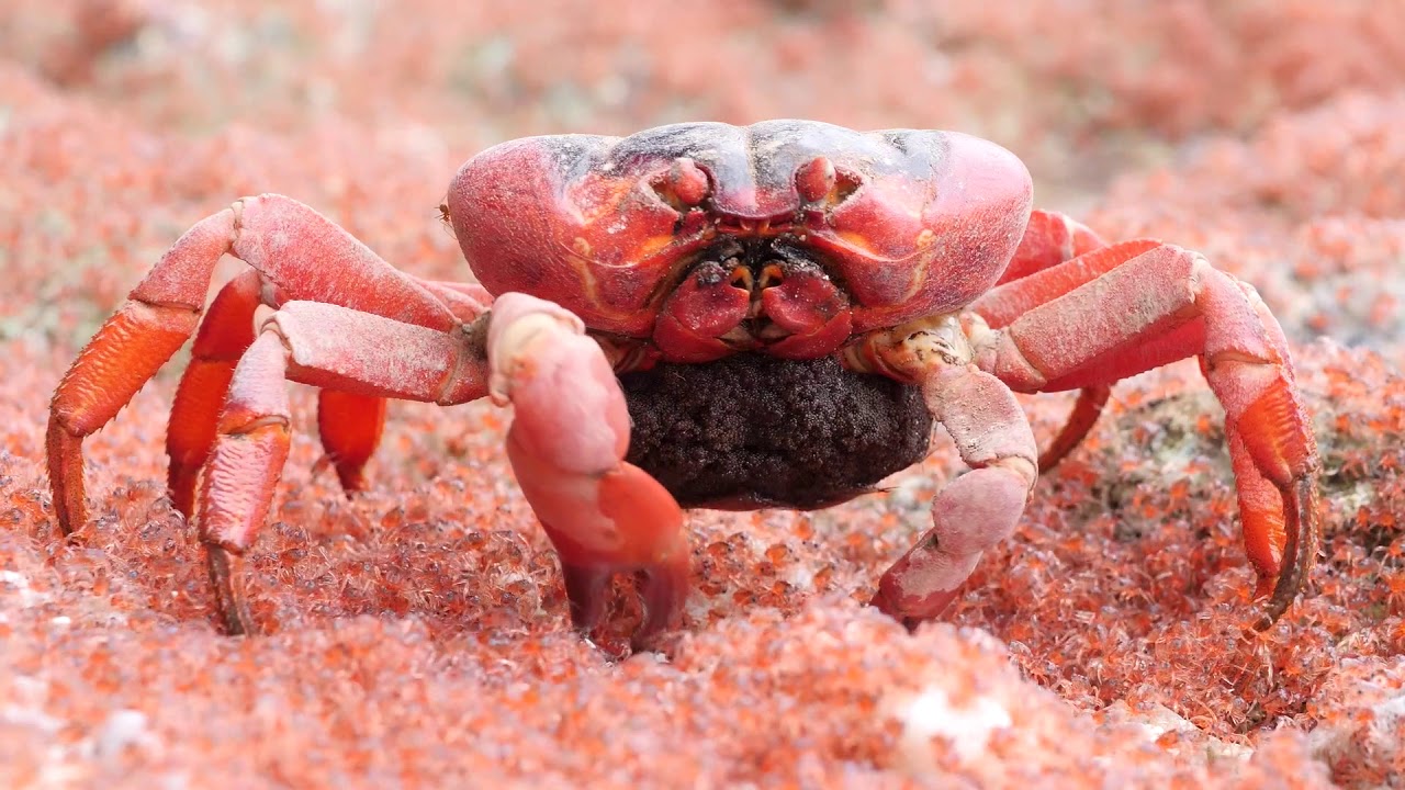 Why do red crabs eat their babies?