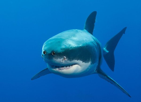Why do sharks not have forward facing eyes?