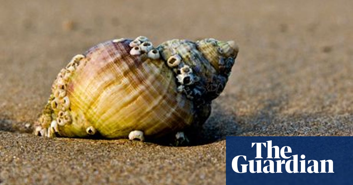 Why do shells come out of sand?