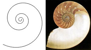 Why do shells grow in spirals?