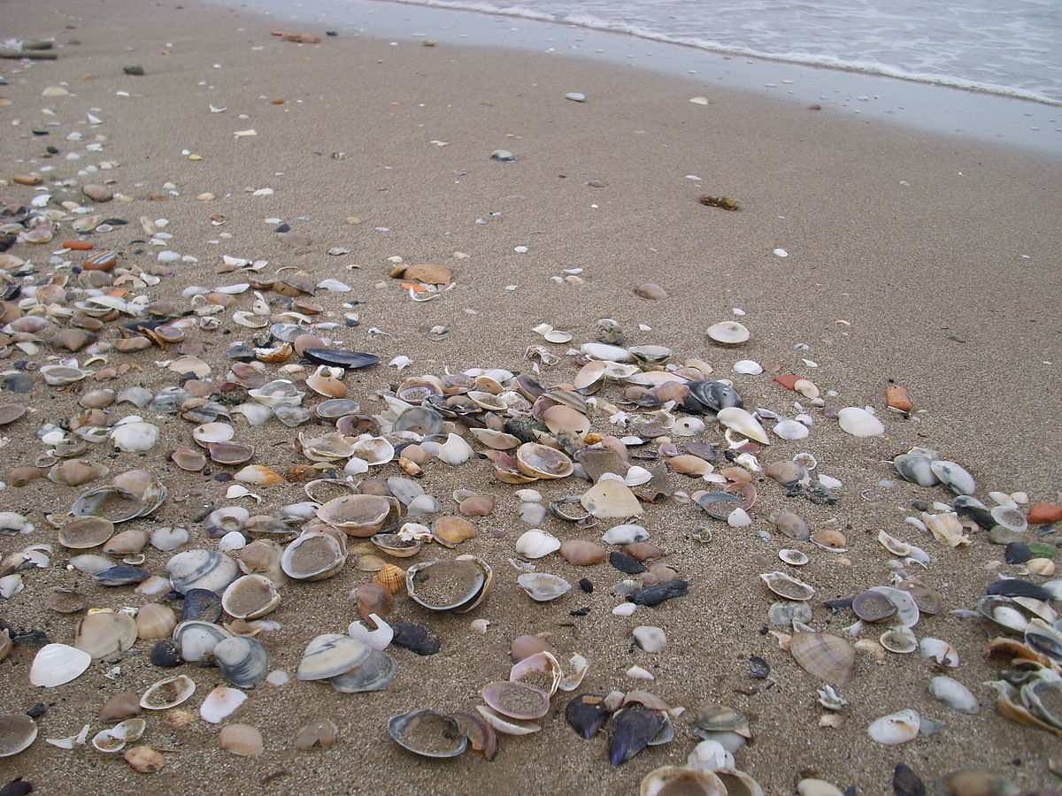 Why do shells wash up on the beach?