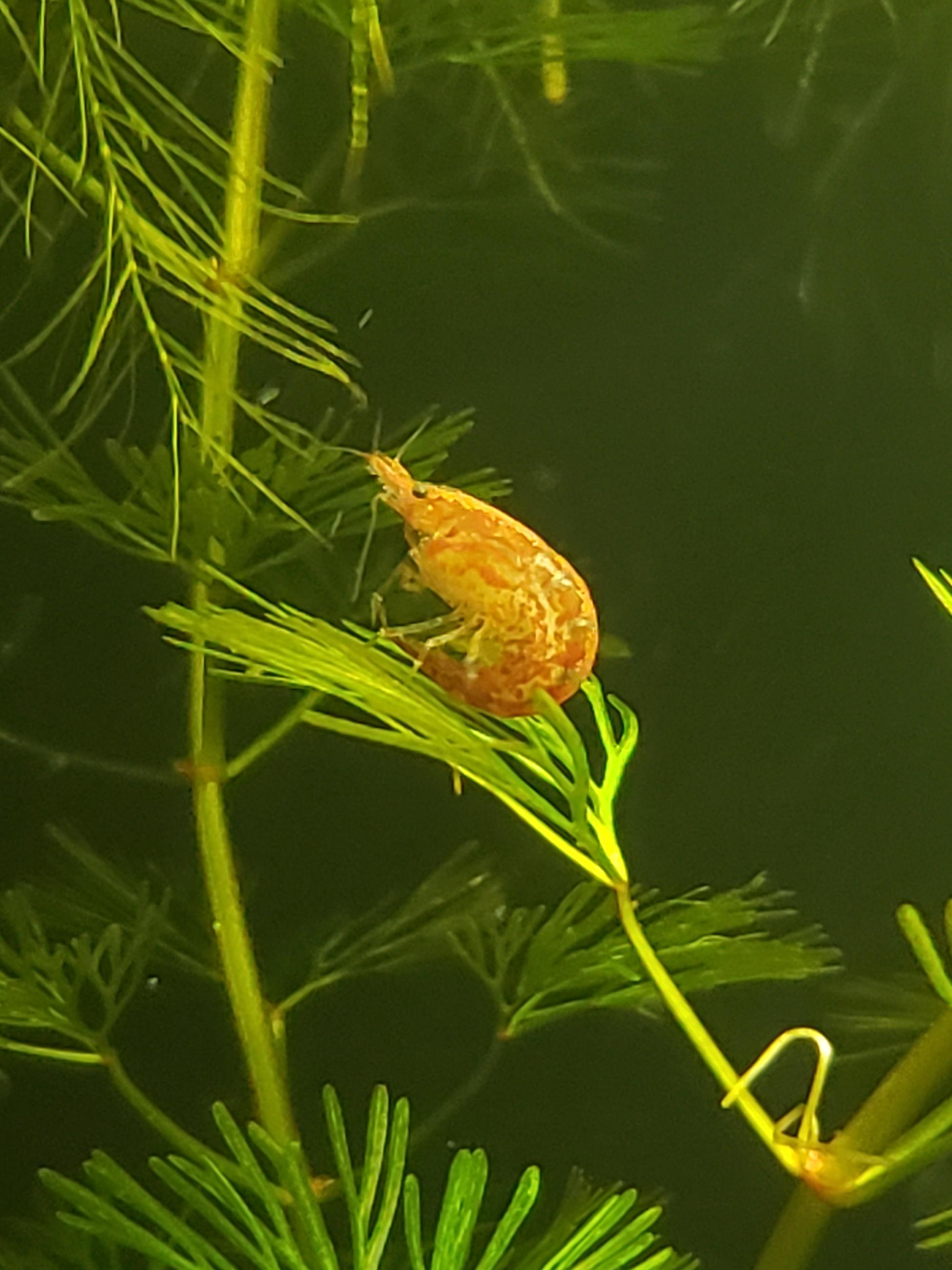 Why do shrimp curl up?