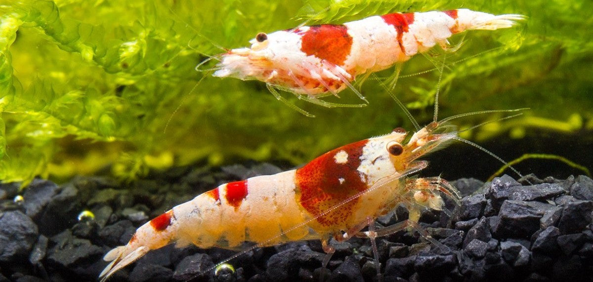 Why do shrimp die so easily?