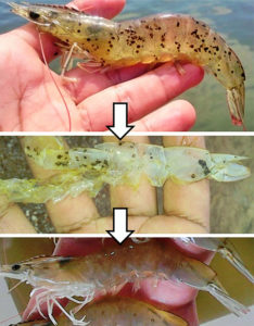Why do shrimp have hemolymph?