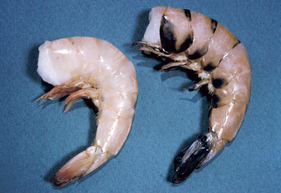 Why do shrimp have sulfites?