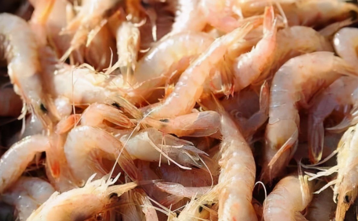 Why do shrimp turn black out of the water?