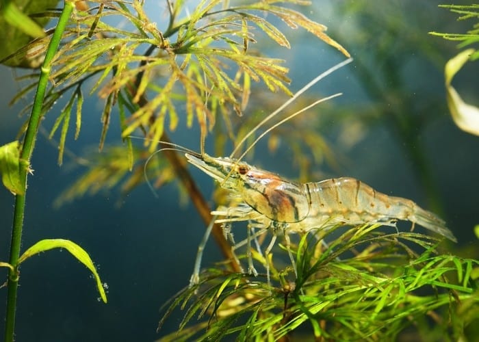 Why do shrimps turn opaque?