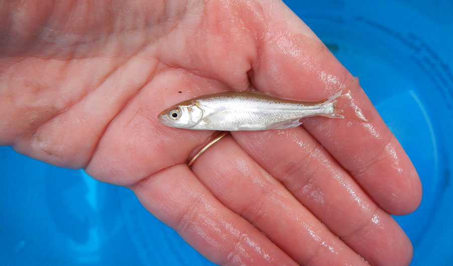 Why do smaller fish survive in the ocean?