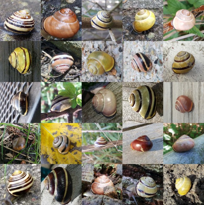 Why do snail shells change color?