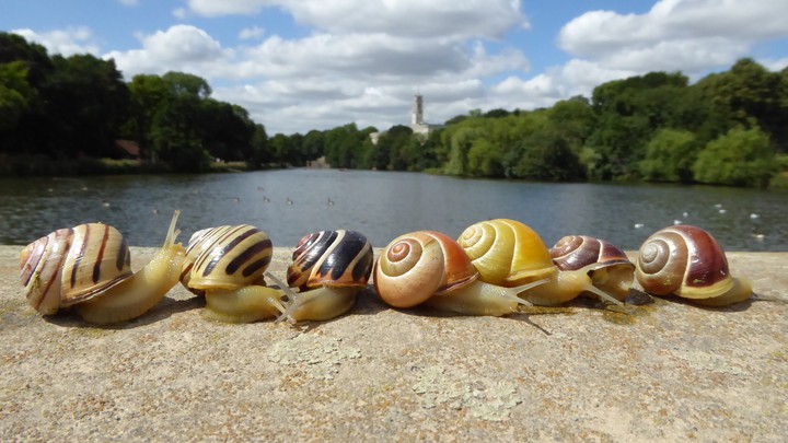 Why do snails turn yellow?