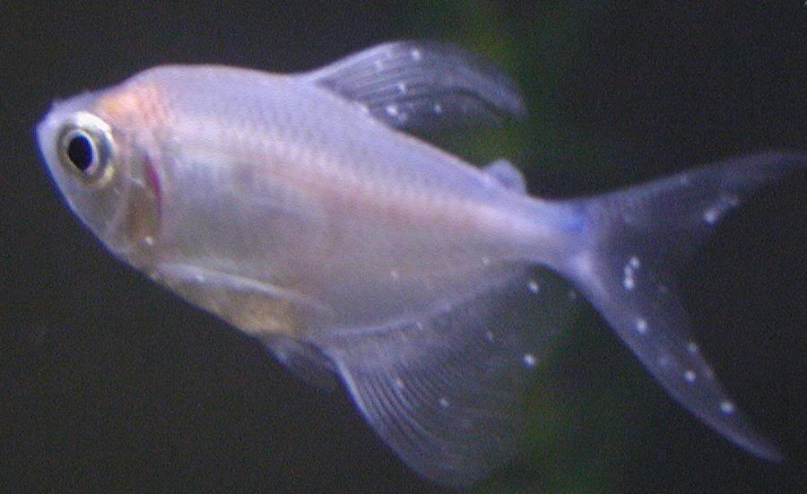 Why do some fish have white spots on their skin?