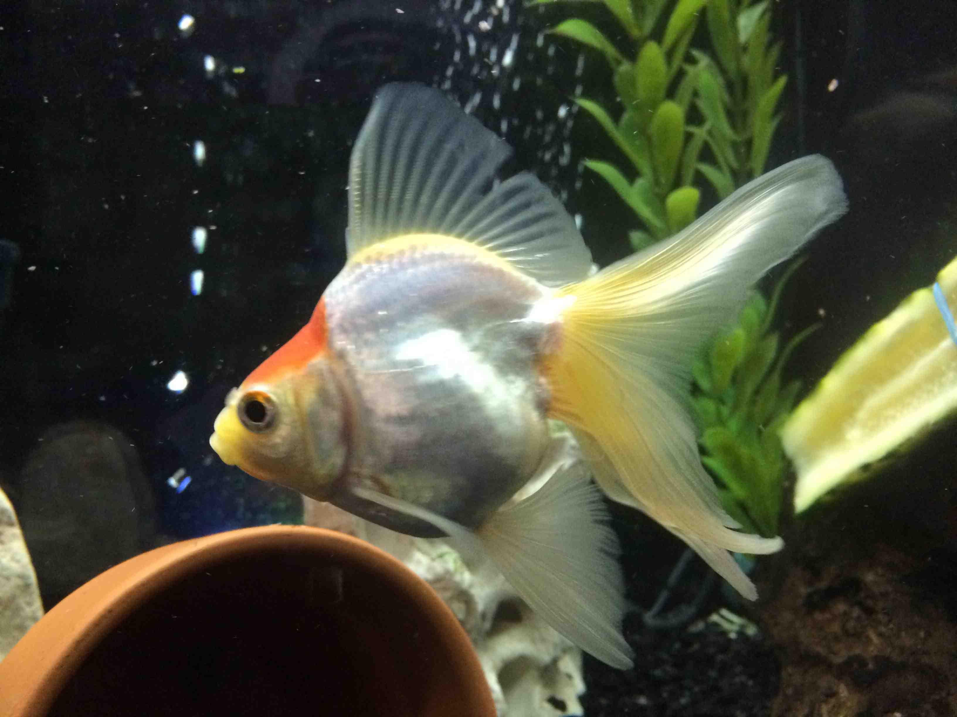 Why do some fish turn yellow?