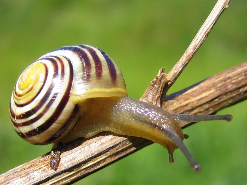 Why do some grove snails survive better than other grove snails?