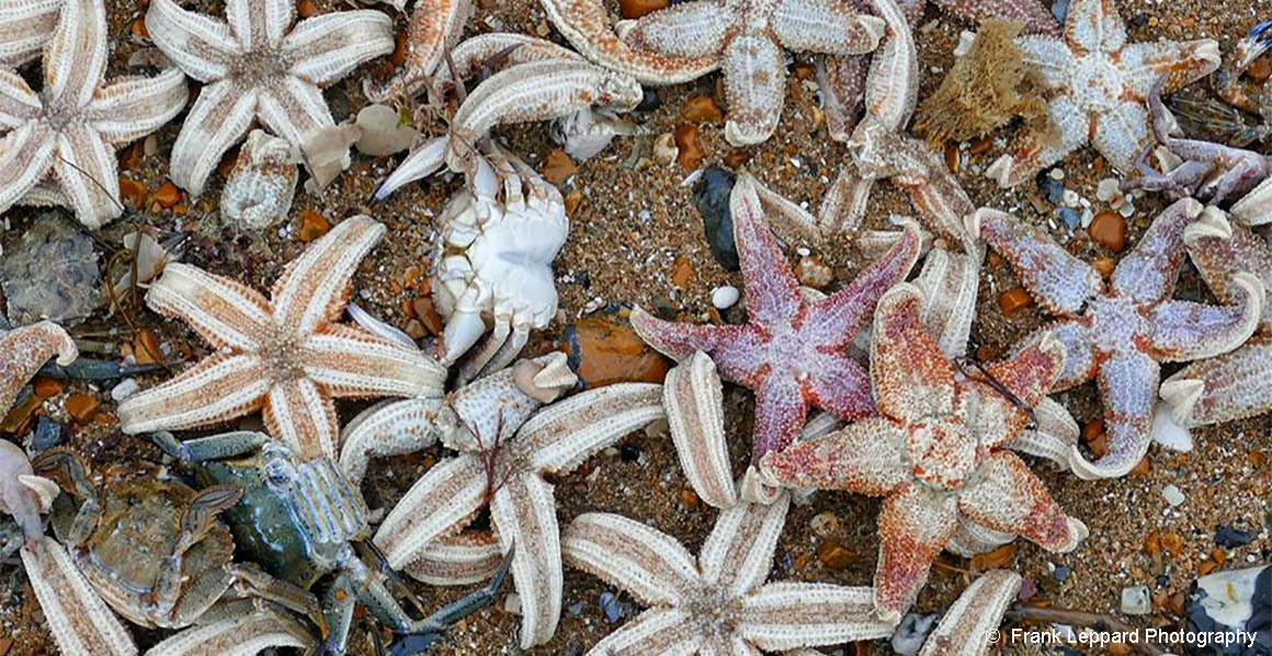 Why do starfish die on the beach?