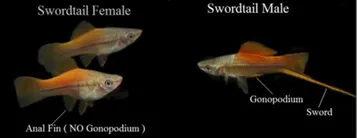 Why do swordtail fish change their sexes?