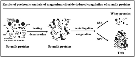 Why do the soy proteins coagulate?