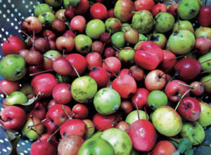 Why do they call it crab apples?