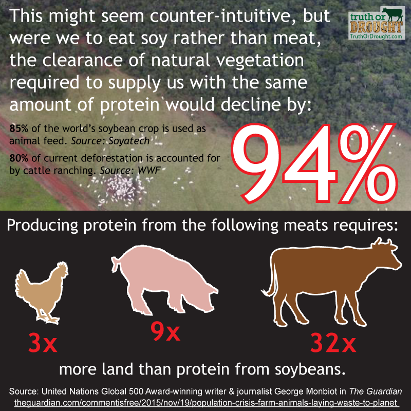 Why do they feed cows soy?