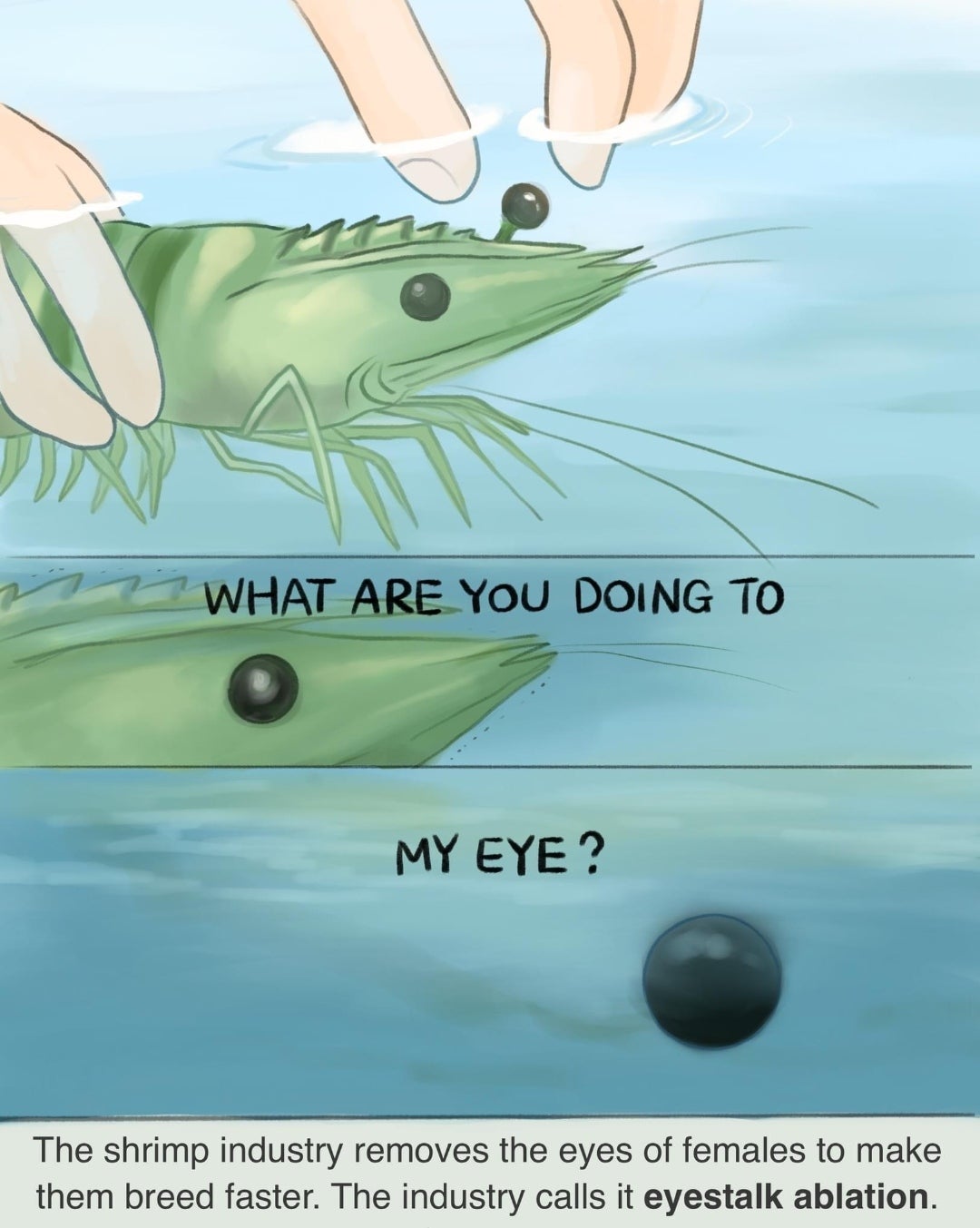Why do they remove female shrimp eyes?