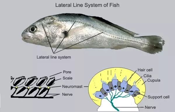 Why do vegetarians think it's okay to eat fish?