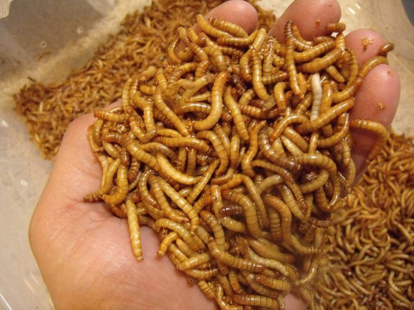 Why do Westerners not eat insects?