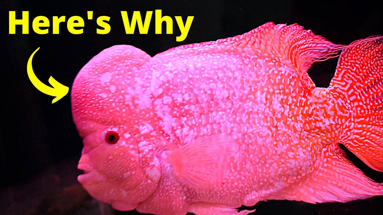 Why does a flowerhorn have hump?