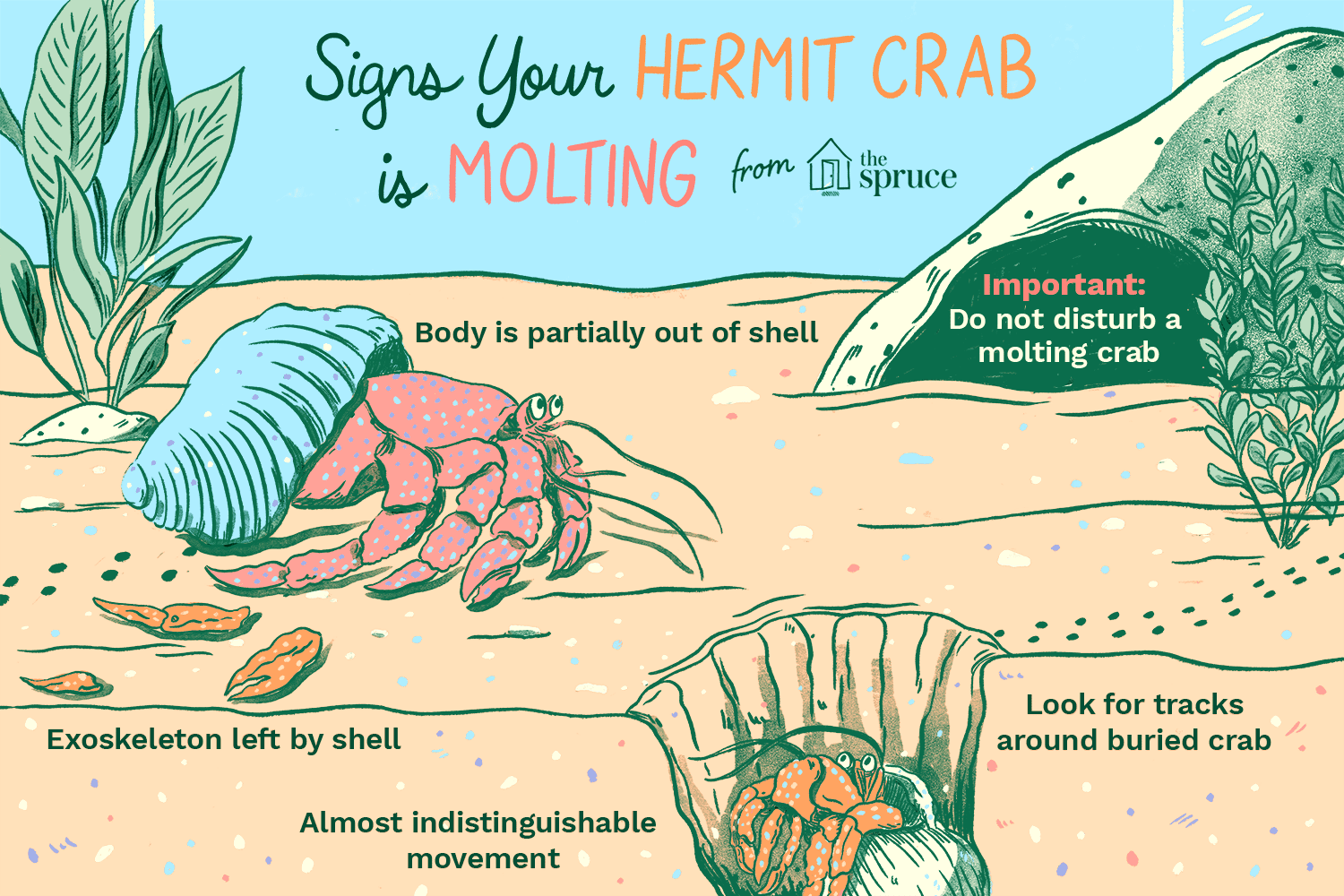 Why does a molting crab stay buried?