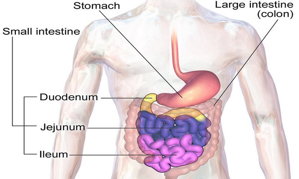 Why does dairy mess up my stomach?