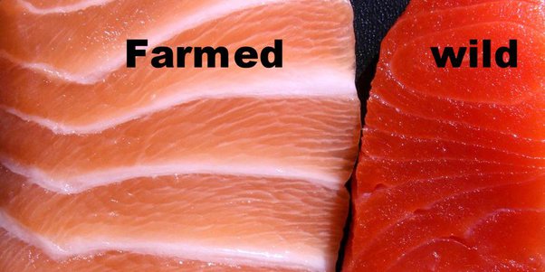 Why does farm-raised salmon taste better than wild?