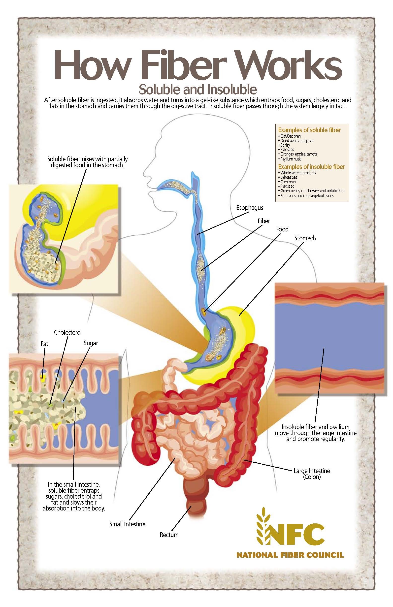 Why does fiber irritate my colon?