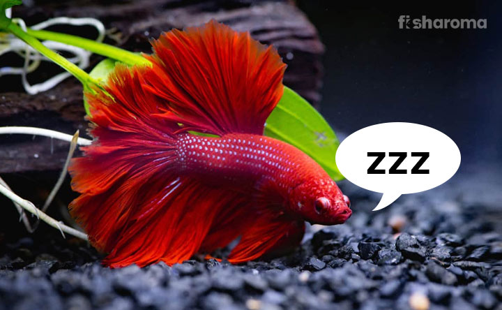 Why does fish need to rest?