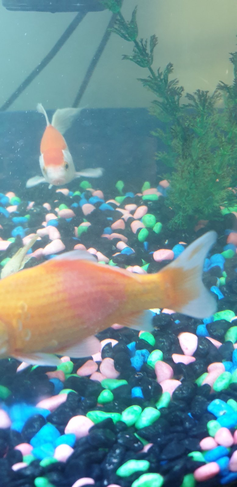 Why does fish turn pink?