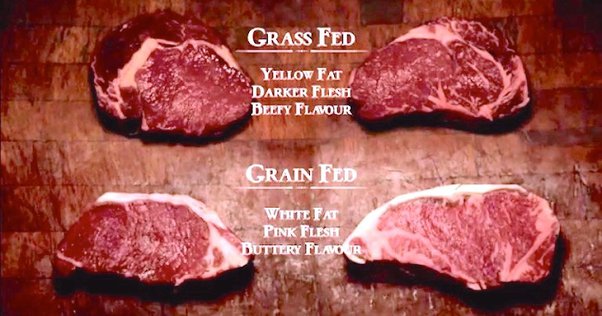 Why does grass-fed beef taste different?